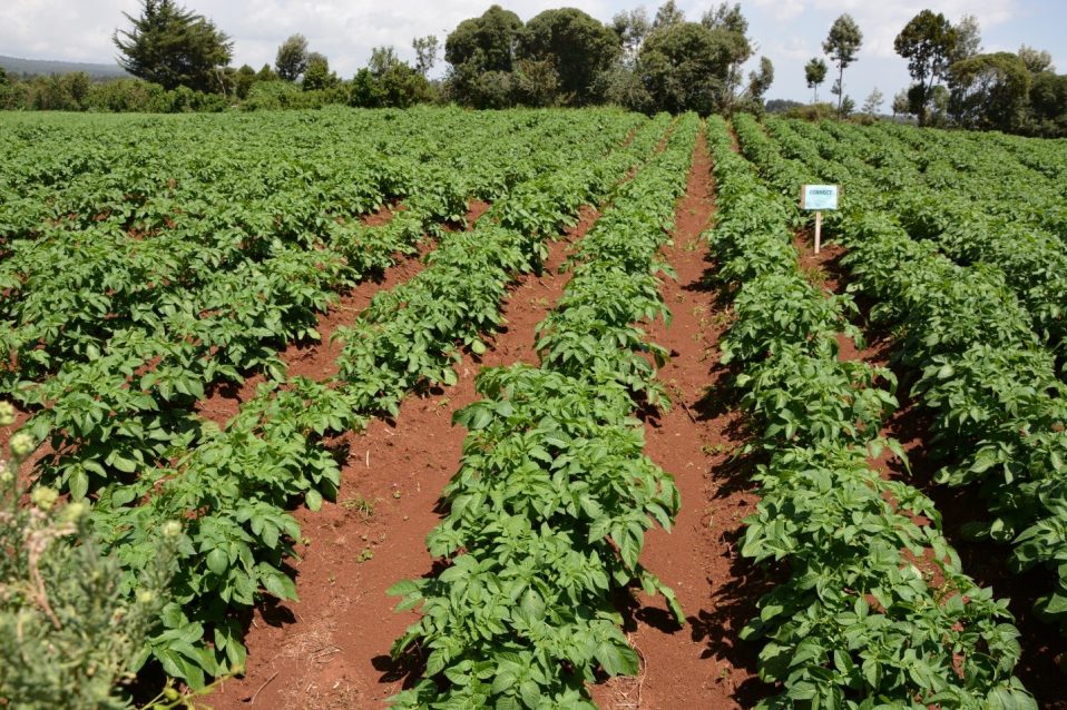 CRITERIA FOR SELECTING A SITE FOR PLANTING POTATO – NPCK