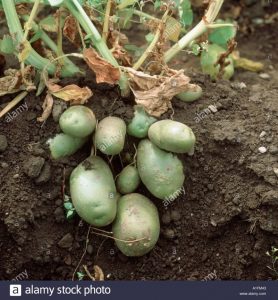 WHAT WE SHOULD KNOW ABOUT SOLANINE – NPCK